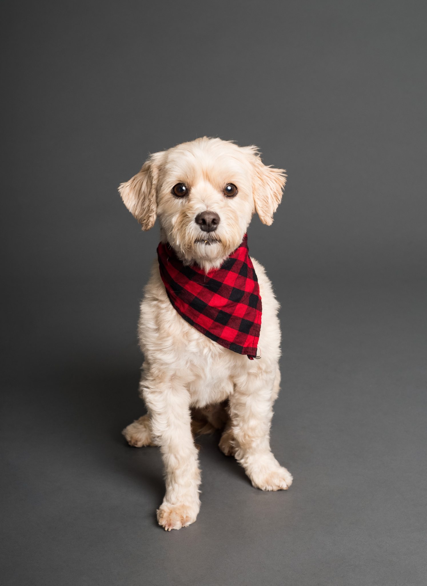 Probiotics for Dogs: Benefits of Prebiotics & Postbiotics - Chemeyes ...